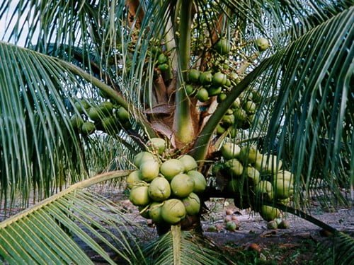 Compre mudas de coco da Bahia de alta qualidade na Brasil Nativas ...