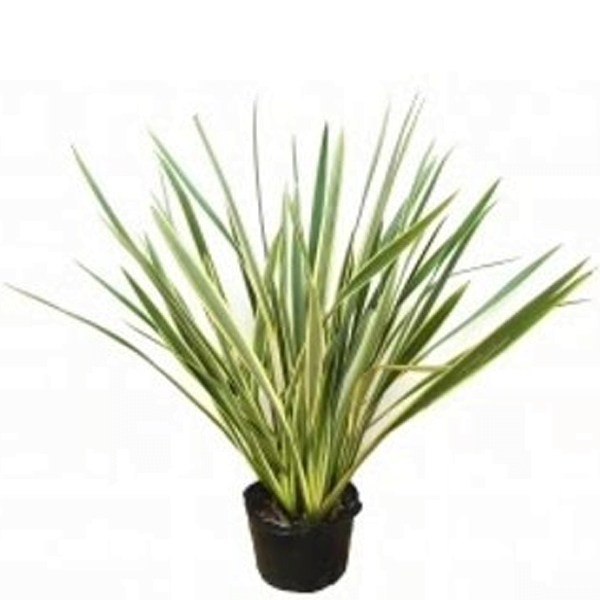 Mudas de Fórmio Verde – Brasil Nativas – Plantas Ornamentais