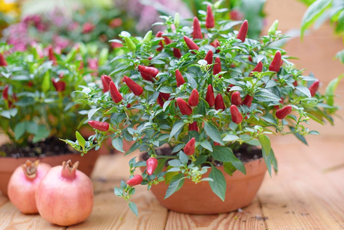 Mudas de Pimenta Malagueta - Brasil Nativas - Plantas Ornamentais