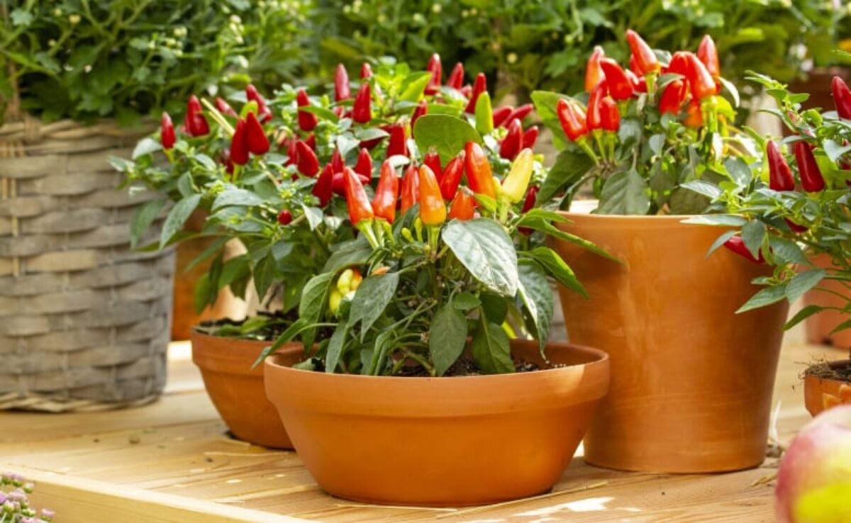 Mudas de Pimenta Malagueta - Brasil Nativas - Plantas Ornamentais