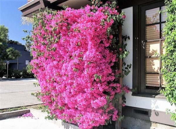 Mudas de Primavera de Flor Rosa- Bougainvillea glabra - Brasil Nativas ...