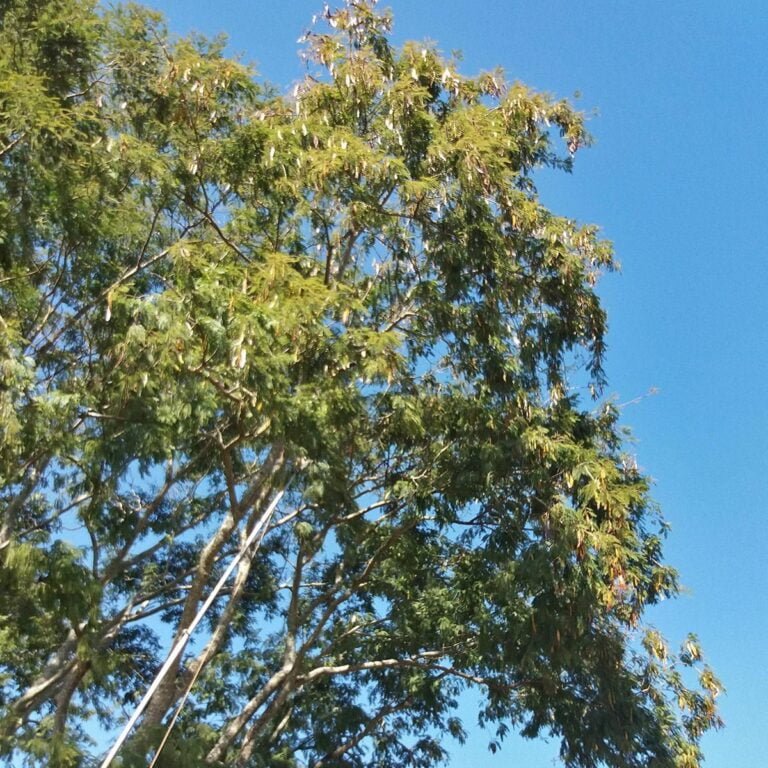 Mudas de Angico - Brasil Nativas - Plantas Ornamentais