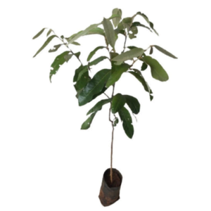 Mudas De Oiti – Brasil Nativas – Plantas Ornamentais