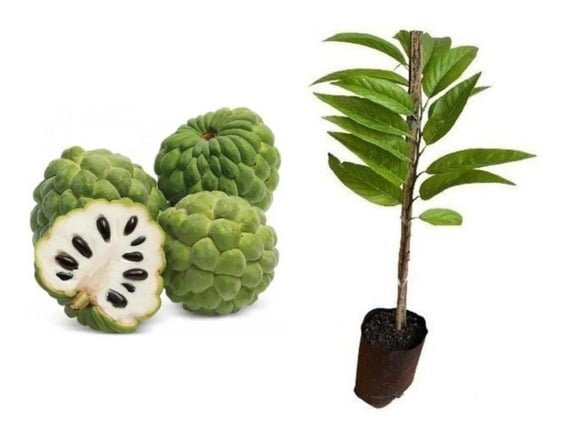 Muda de Pinha - Brasil Nativas - Plantas Ornamentais