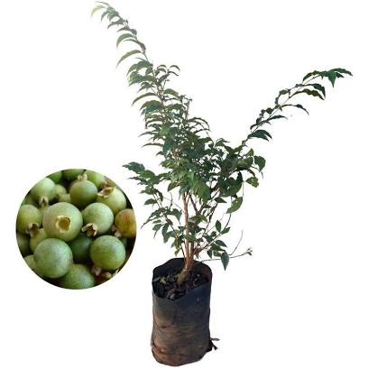 Mudas de Guabiroba - Brasil Nativas - Plantas Ornamentais